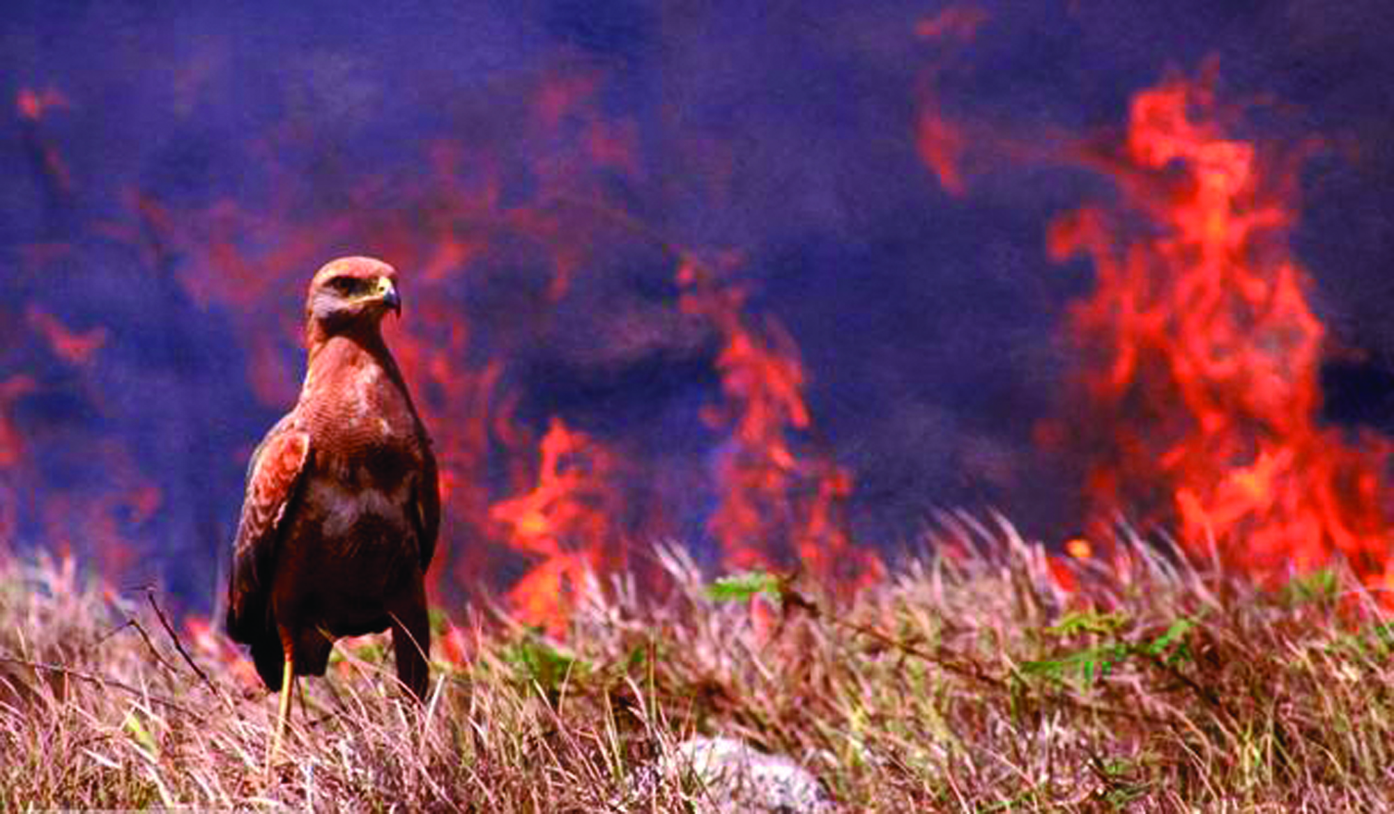 Animals Need Our Help Too - The Leader Newspaper