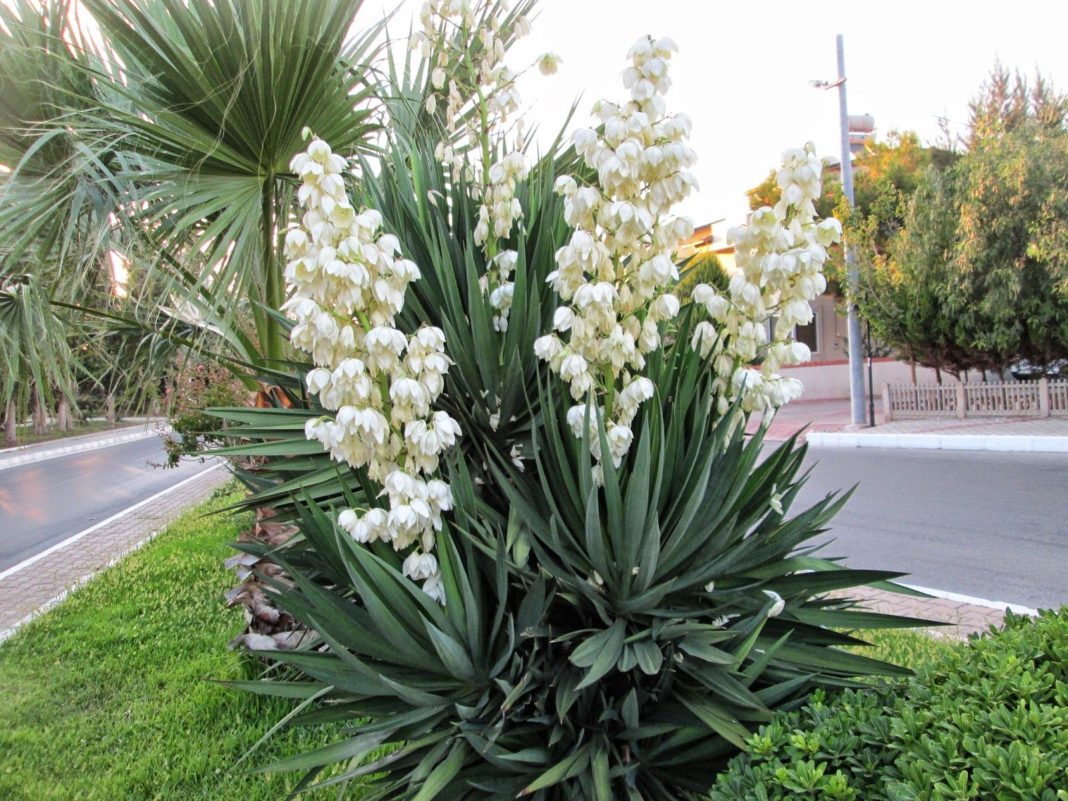 Gardening: Yucca an ideal plant on the Costa Blanca - News, Sport ...
